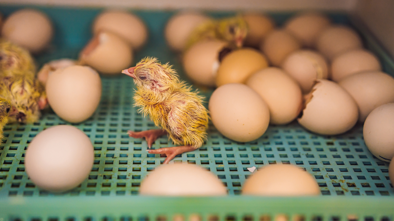 Berapakah Suhu Penetasan Telur Ayam yang Sesuai? - Indofarm